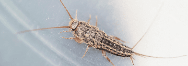 Zwarte kleine beestjes in huis: dit is het en zo lost u het op! - Rimdo.nl