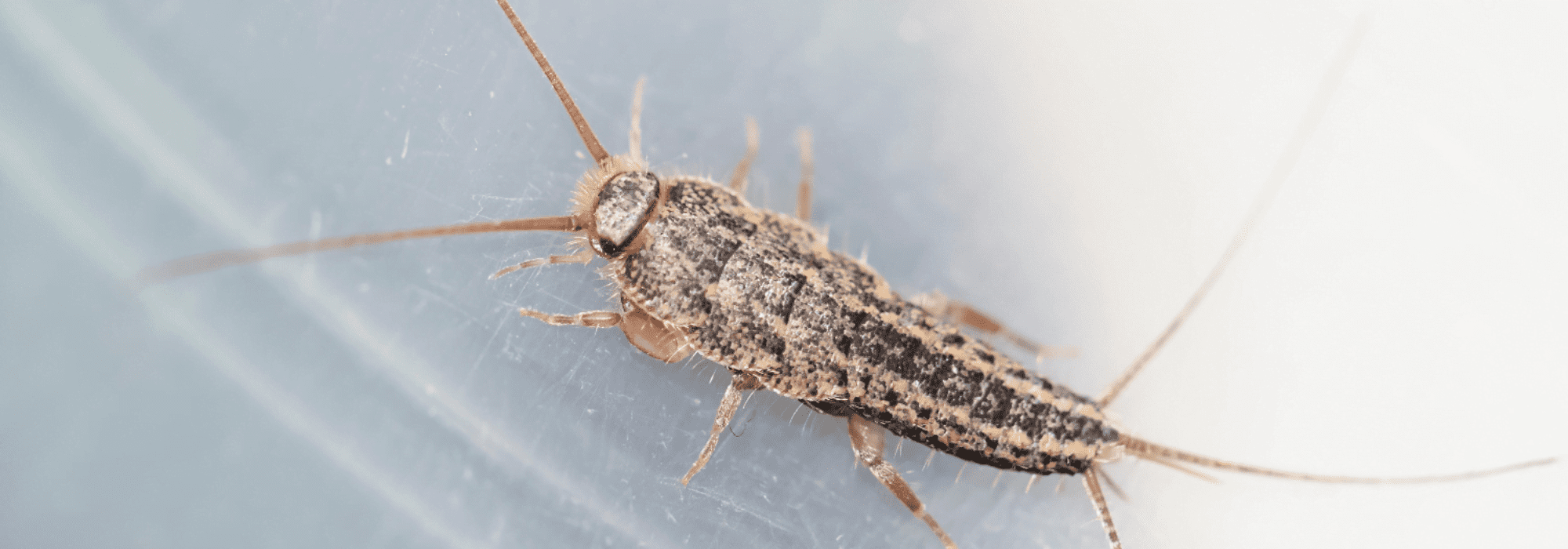 Zwarte kleine beestjes in huis: dit is het en zo lost u het op! - Rimdo.nl