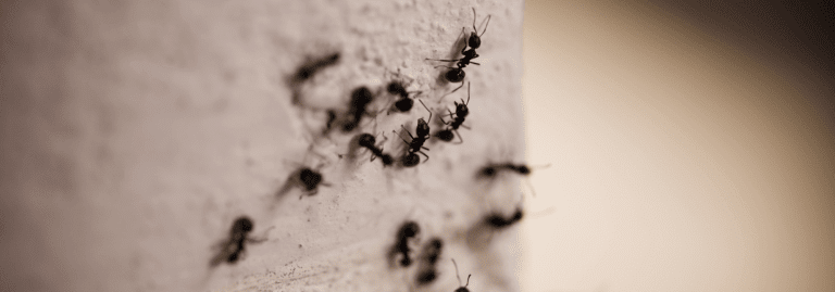 Zwarte kleine beestjes in huis: dit is het en zo lost u het op! - Rimdo.nl