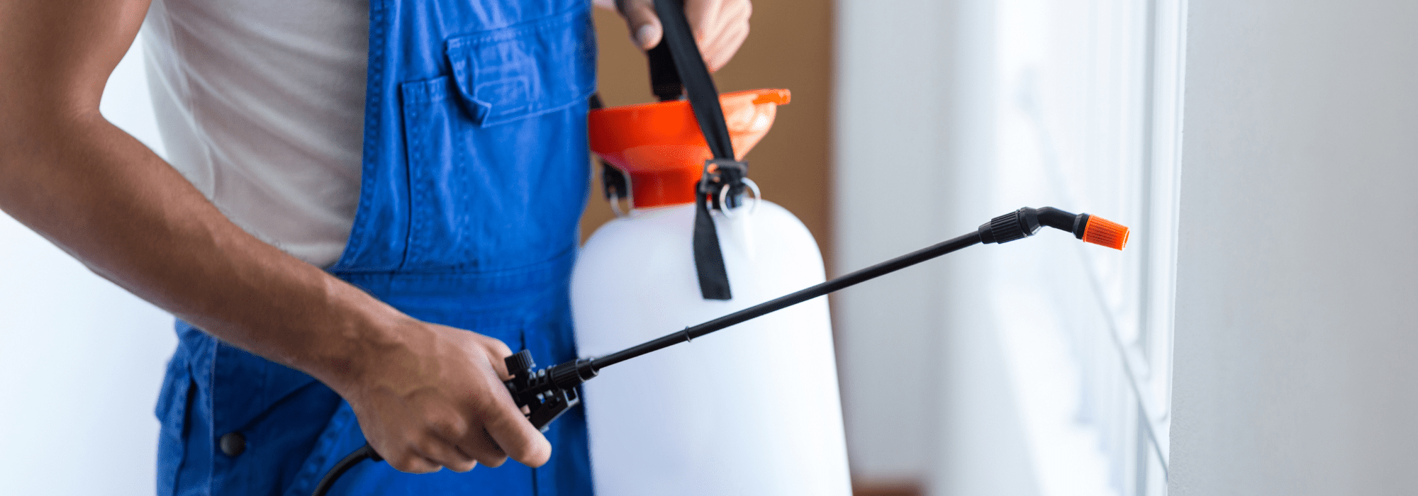 Zwarte kleine beestjes in huis: dit is het en zo lost u het op! - Rimdo.nl