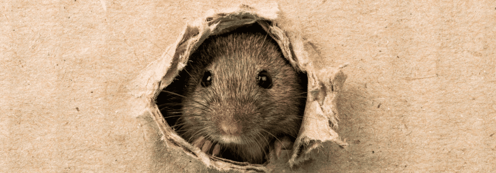 Zwarte kleine beestjes in huis: dit is het en zo lost u het op! - Rimdo.nl