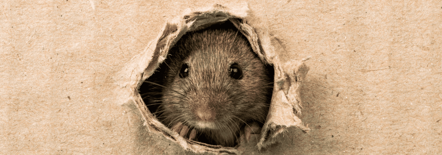 Zwarte kleine beestjes in huis: dit is het en zo lost u het op! - Rimdo.nl