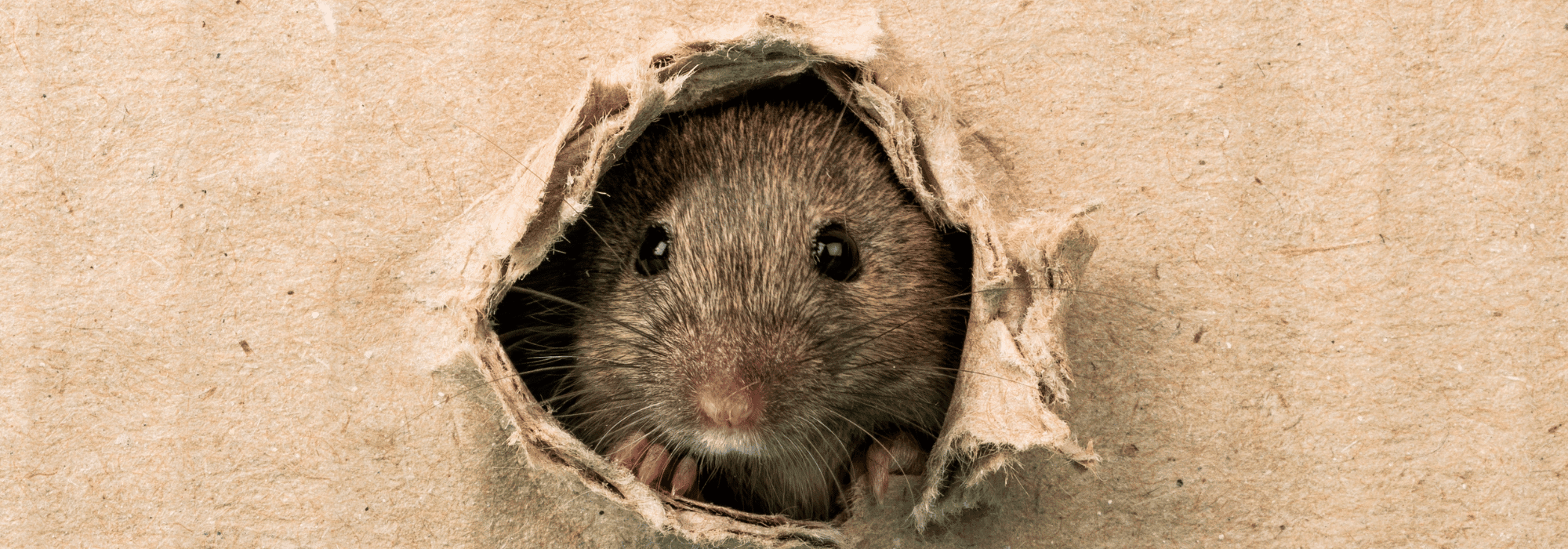 Zwarte kleine beestjes in huis: dit is het en zo lost u het op! - Rimdo.nl